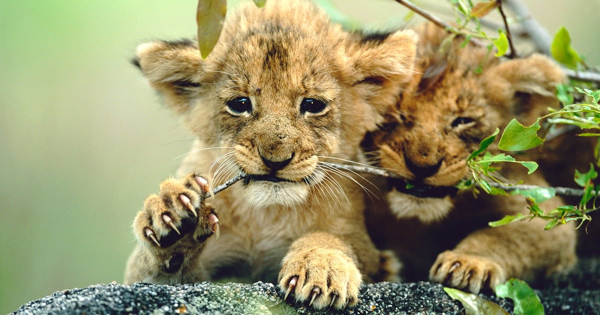 'L' Natural World Quiz