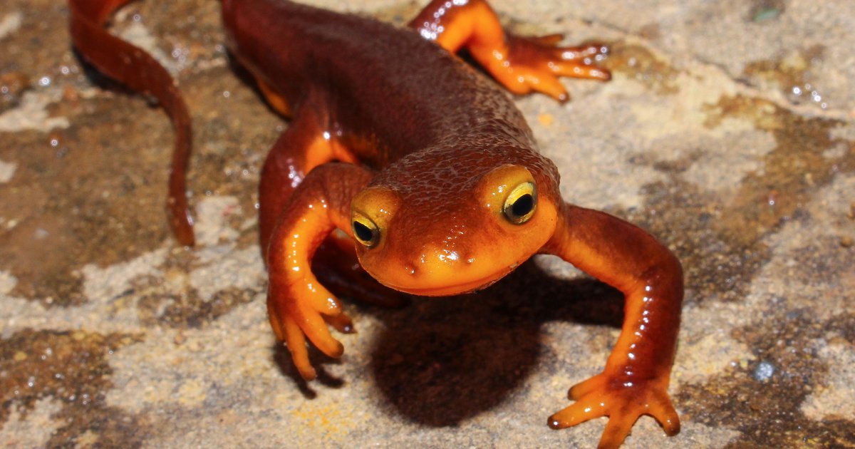 'N' Natural World Quiz