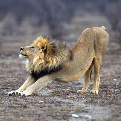 Stretching Animals Quiz