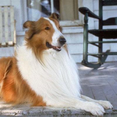 Famous TV Animals Quiz