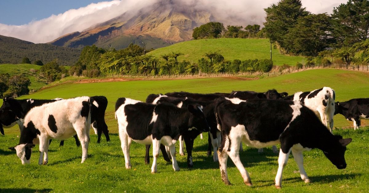 28 Ways Not to Have a 'Cow' Quiz