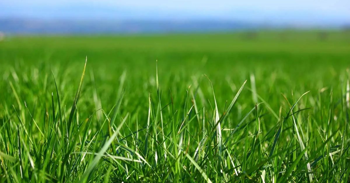 12 Ways Not To Cut The Grass Quiz 12 Ways Not To Cut The Grass Quiz