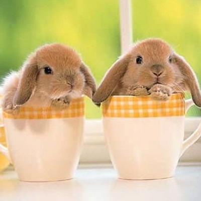 Fictional Rabbits & Bunnies Quiz