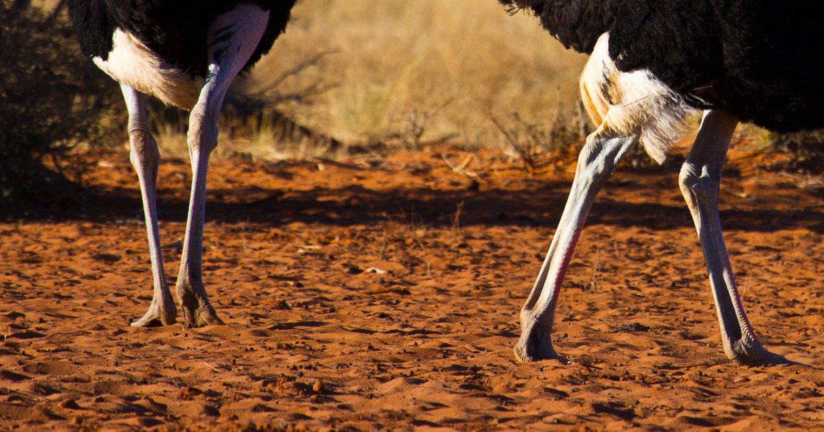 Sorting Blitz: Animals by Legs Quiz