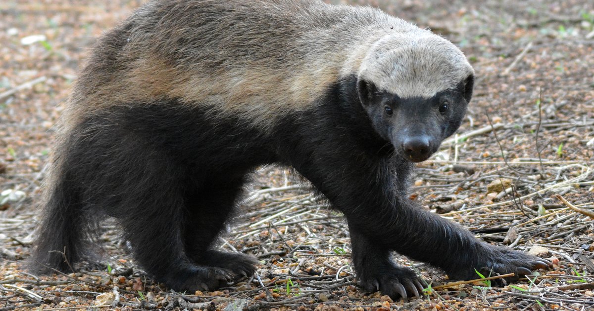 Literal Scientific Animal Names Quiz