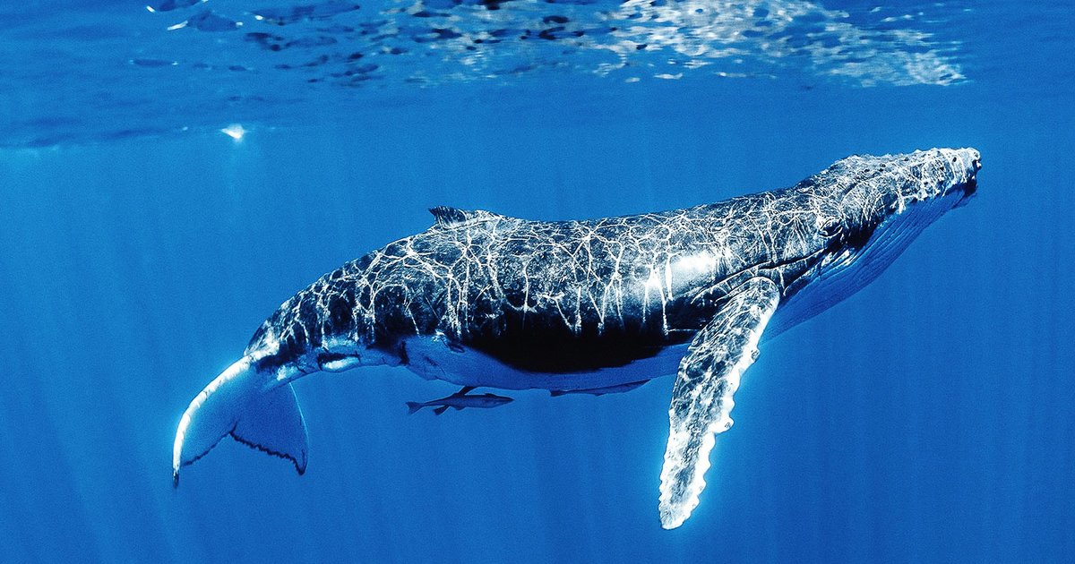 Animals - Whales Quiz - By kfastic