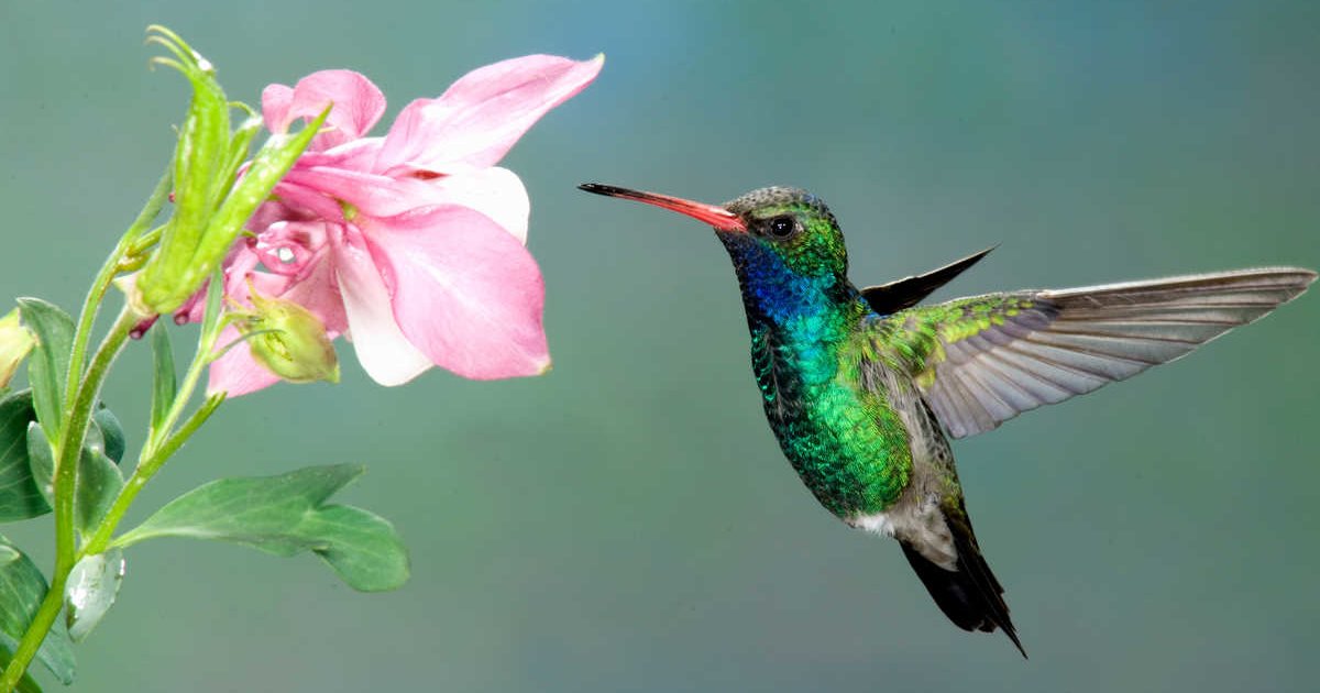 Find Five 'H' Things Quiz