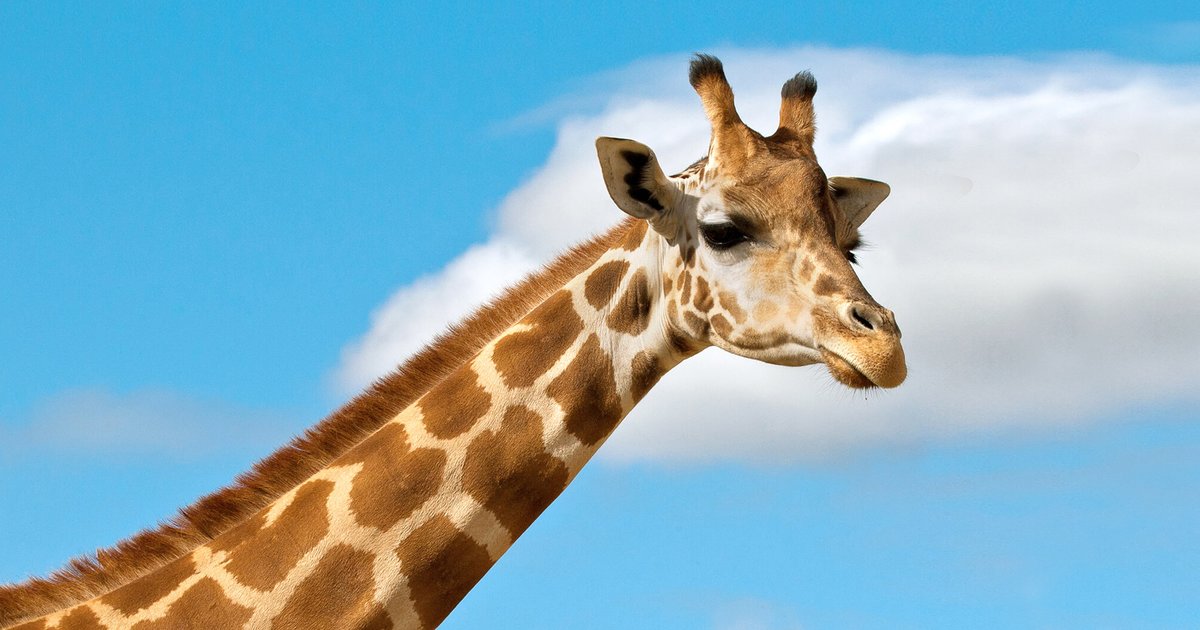 Giraffe or Roti Prata Quiz