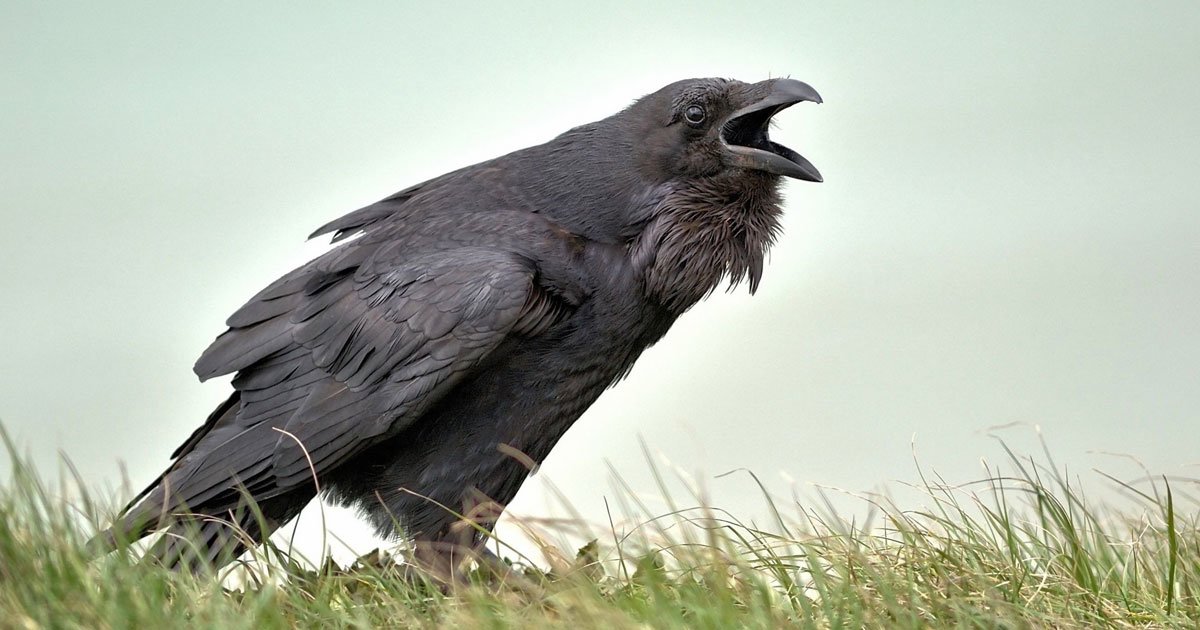 11 Ways Not To Scare A 'Crow' Quiz