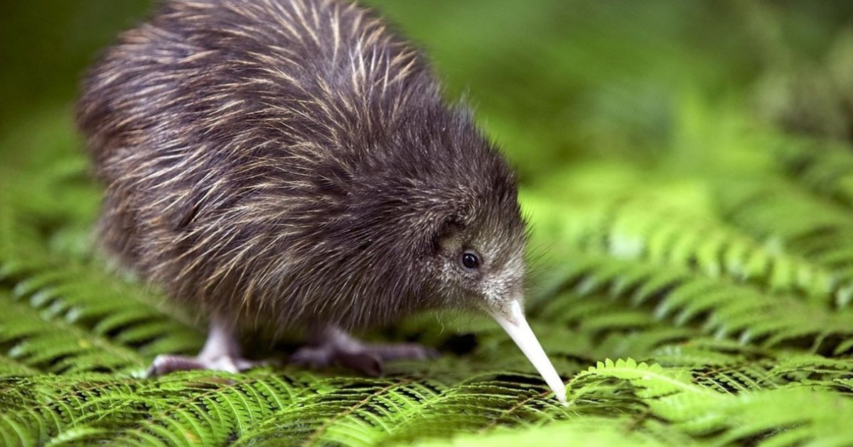 Animal Homonyms II Quiz