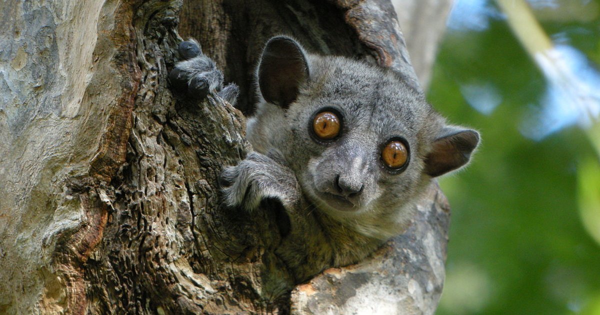Animals Venn Diagram Quiz animals-venn-diagram-quiz