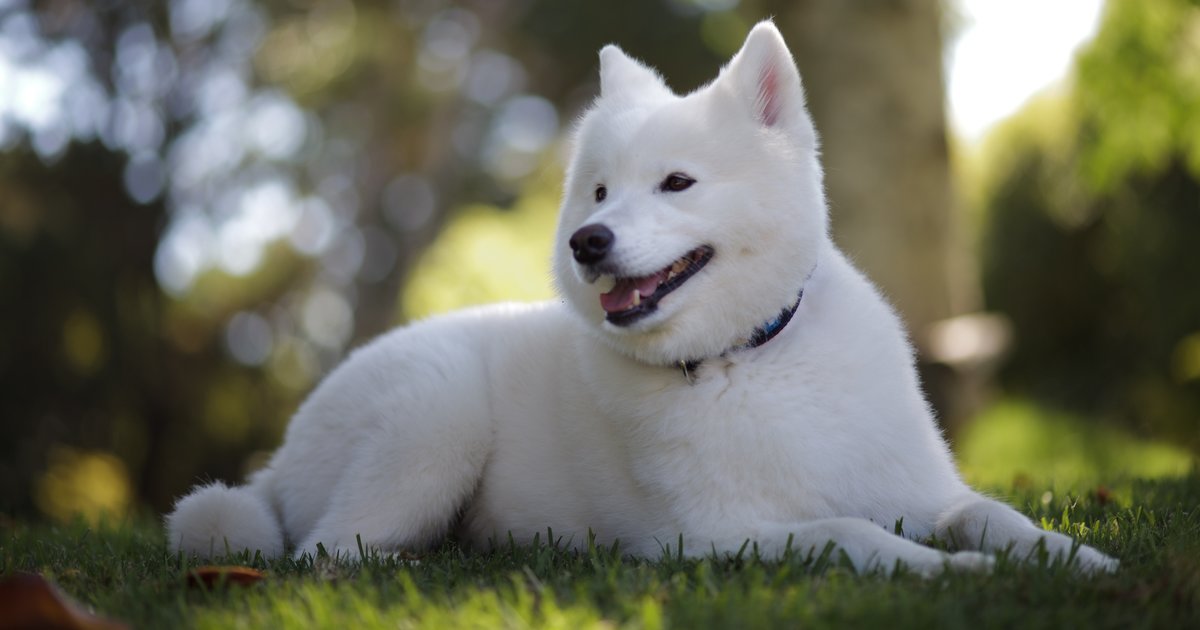 Uralic Languages Quiz - By Scuadrado