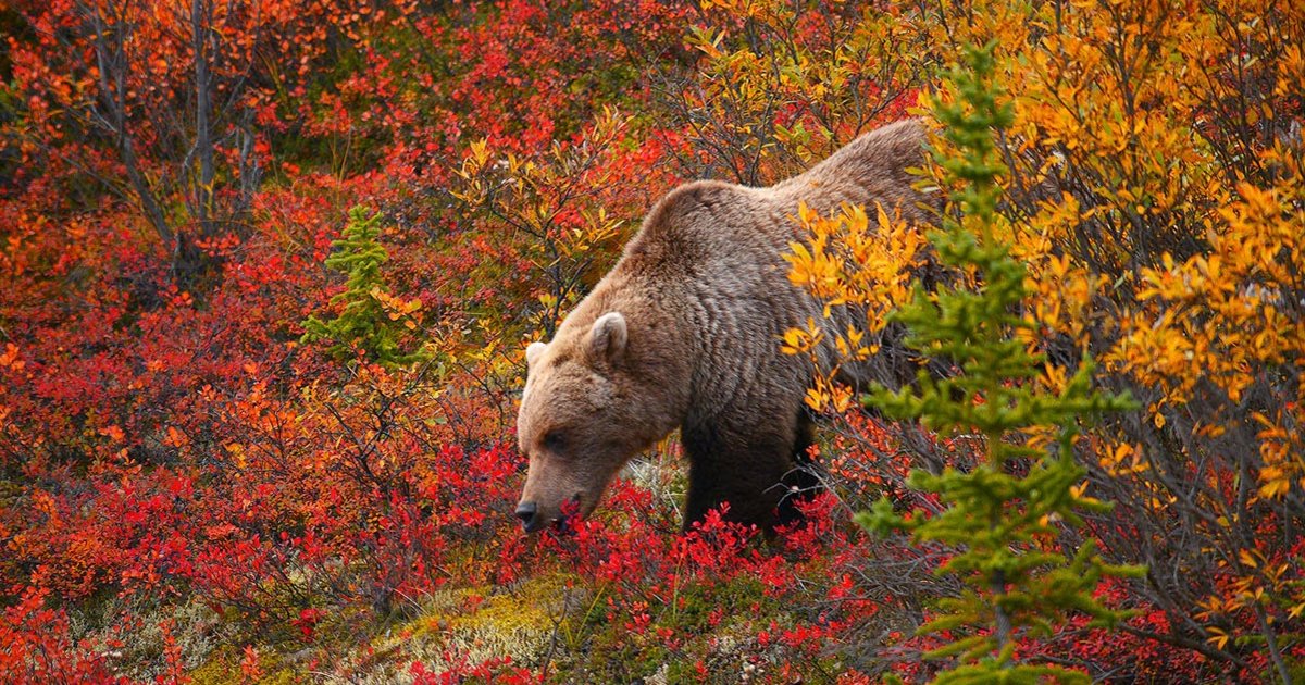 Autumn Teddy Bears Quiz