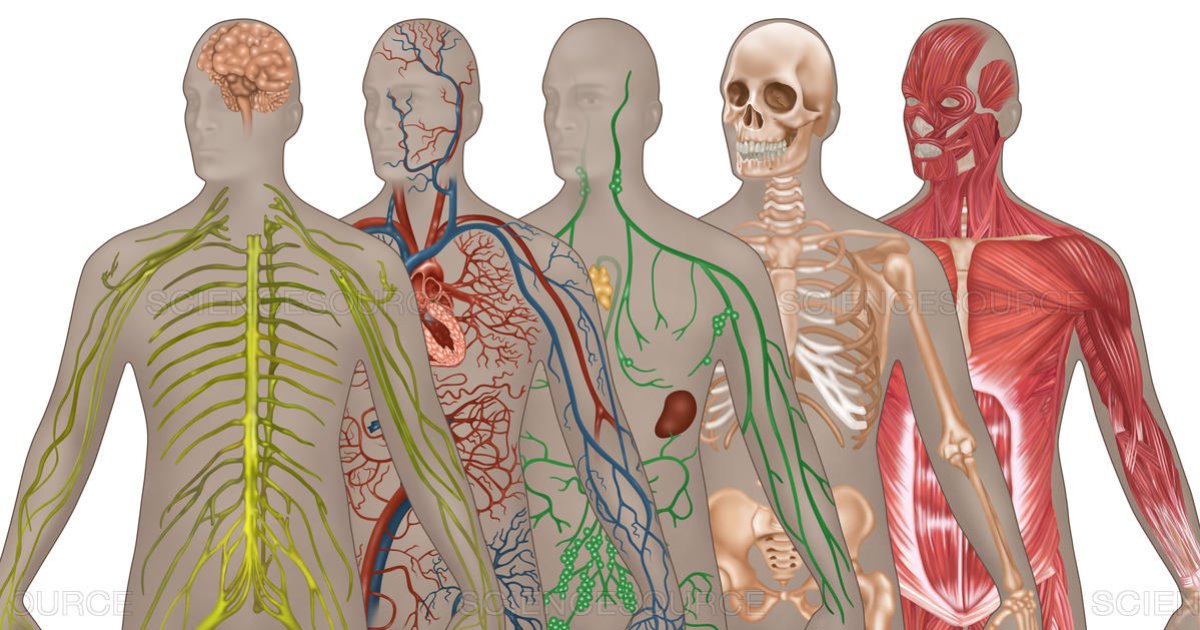 Human Body Systems By Definition Quiz By RioMadeira Human Body Systems By Definition Quiz By RioMadeira