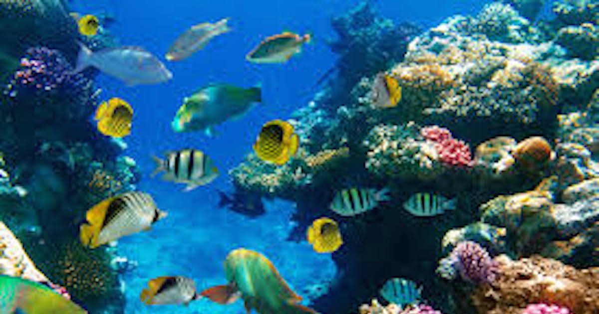 Oceans on a Map Quiz