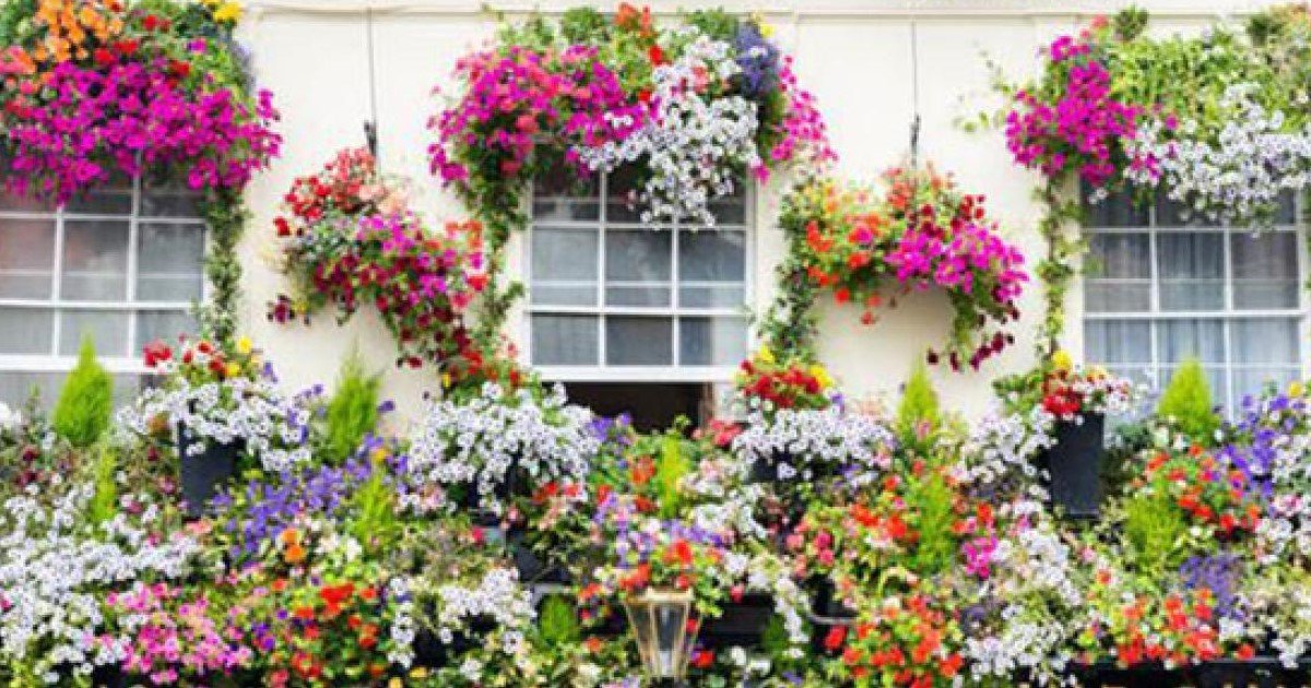 British Counties - Flower Emblems Quiz - By nabean