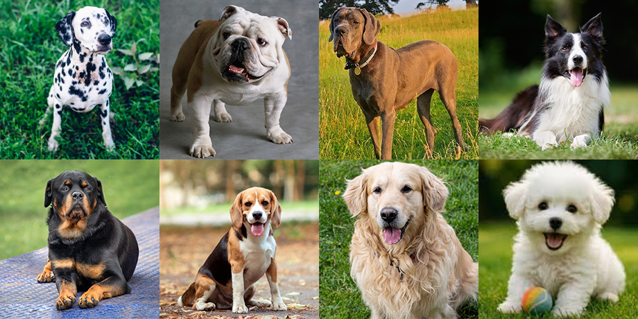 Gr8 Eight: Dog Breeds II Quiz - By johncenafan612