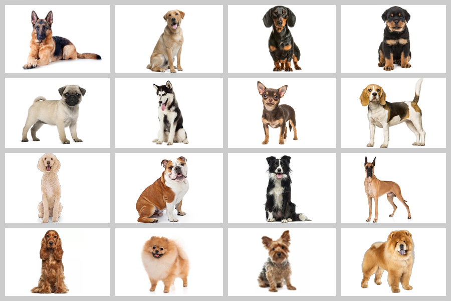 Find the Scrambled Dog Breeds Quiz - By johncenafan612