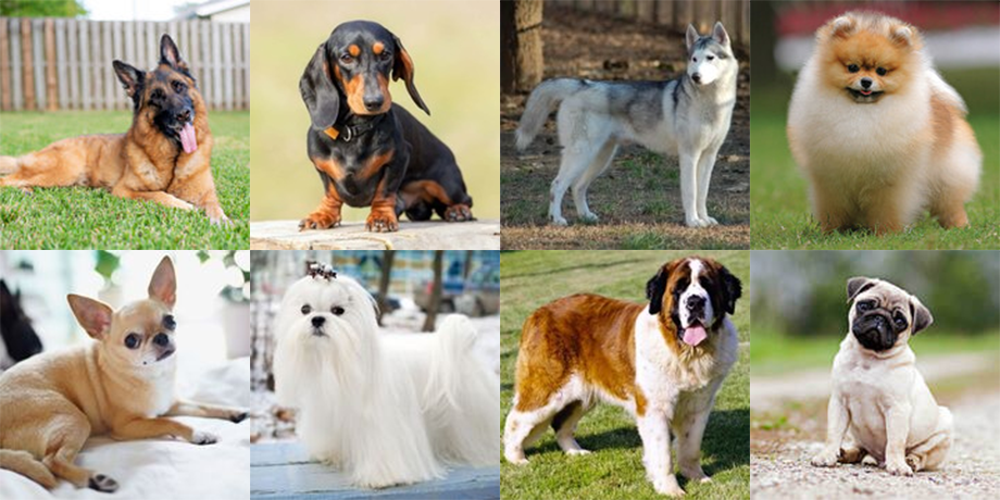 Gr8 Eight: Dog Breeds Quiz - By johncenafan612
