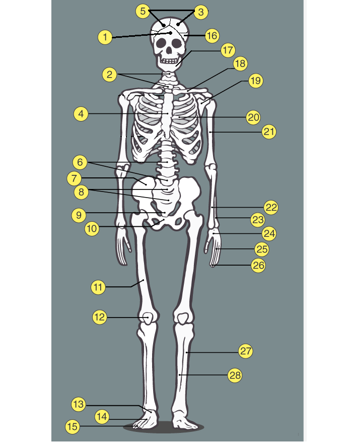Skeleton Labeling Quiz - By Bonner-Chilton