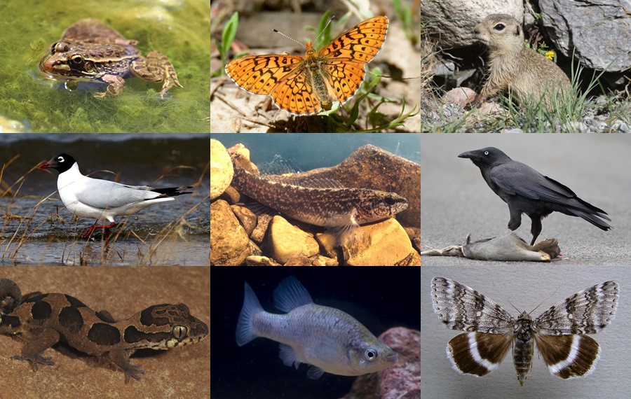 Find the Relict Animals Quiz - By alvir28