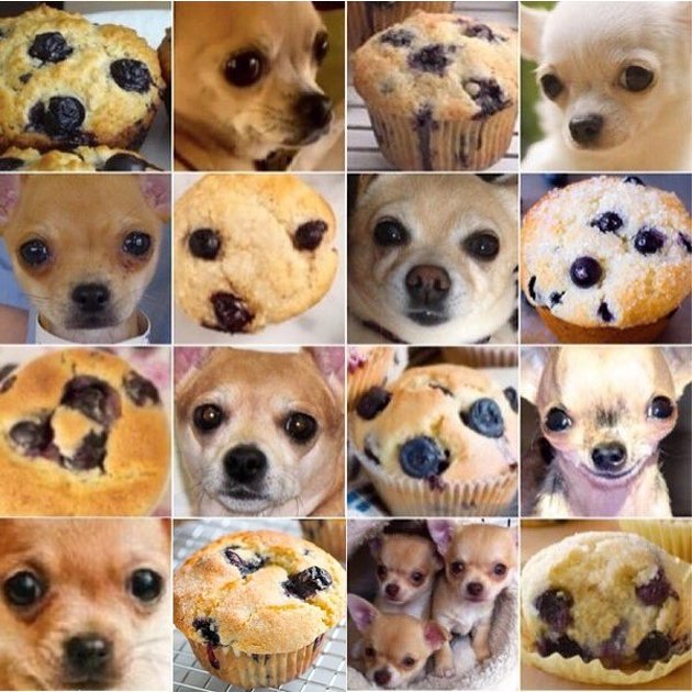 Chihuahua or Blueberry Muffin Quiz