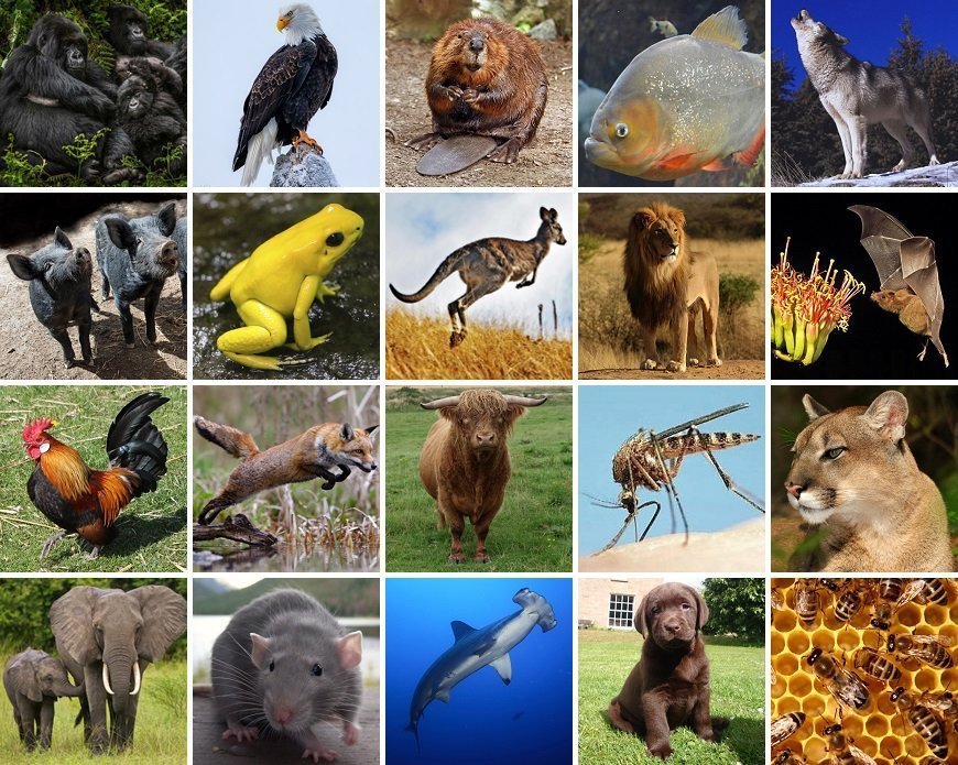 Find the Missing Fauna in Movies III Quiz