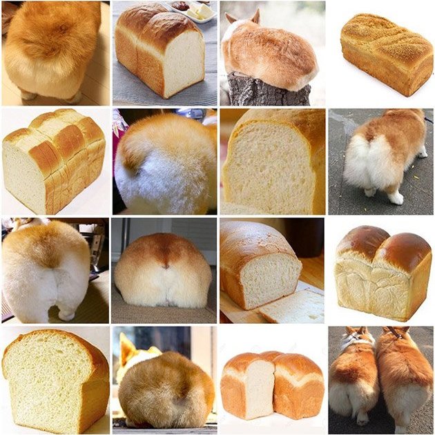 Corgi or Loaf of Bread Quiz