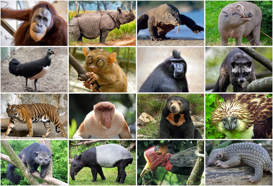 Malay Archipelago Animals Quiz
