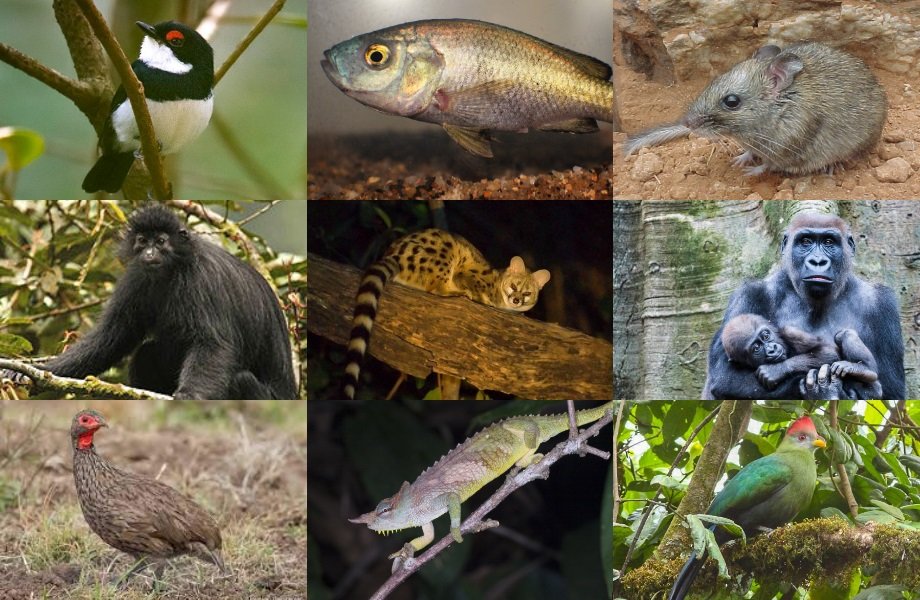 Cameroon's Native Animals Quiz