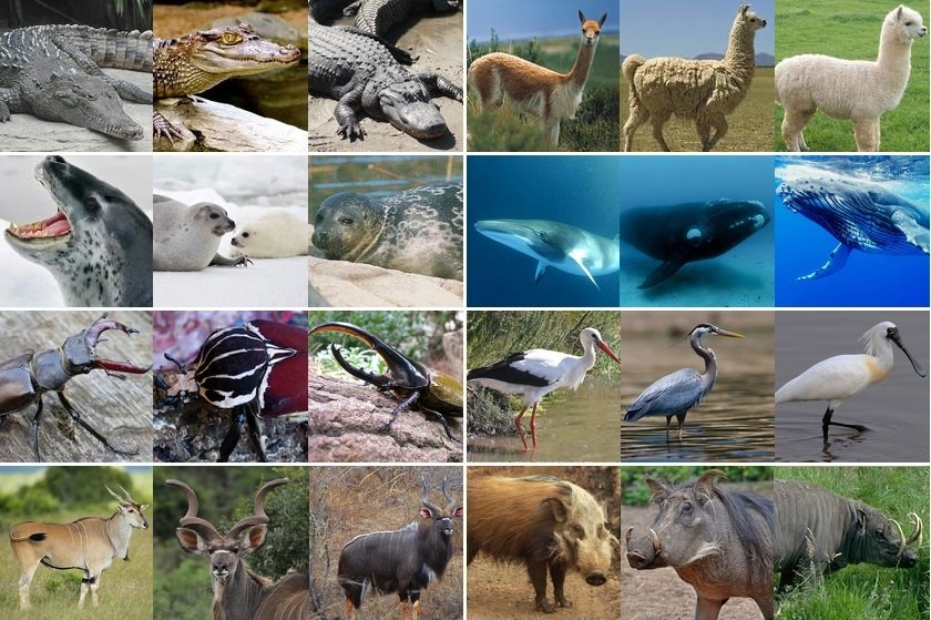Click the Correct Animal II Quiz