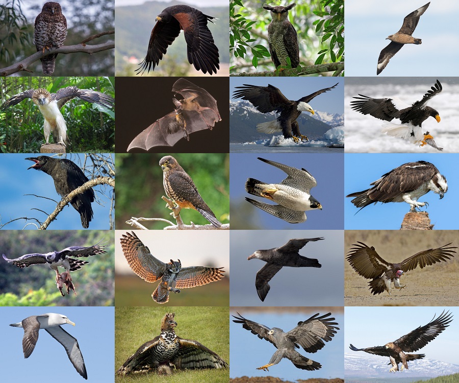 Aerial Apex Predators Quiz