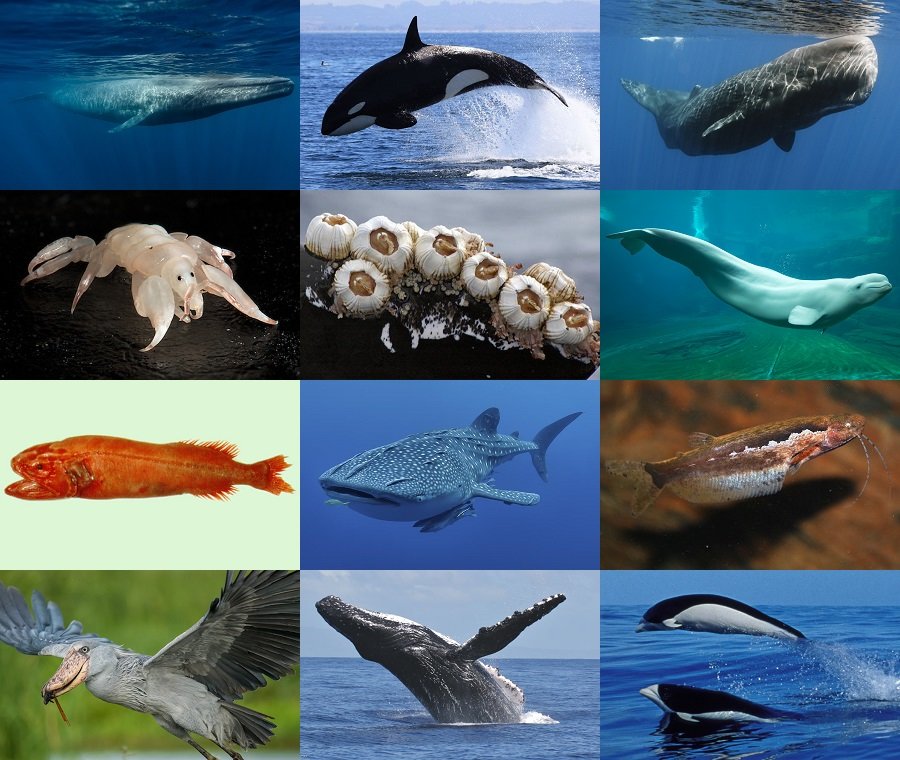 Find the Whale Animals Quiz