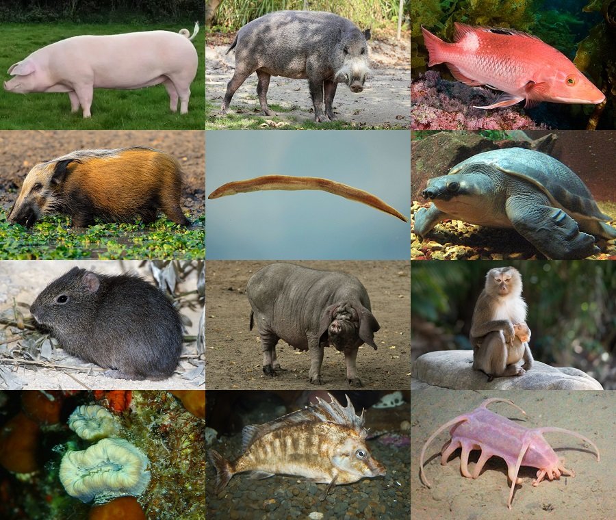Find the Pig Animals Quiz
