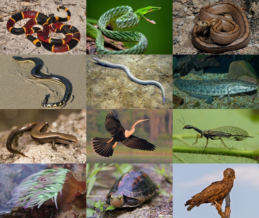 Find the Snake Animals Quiz