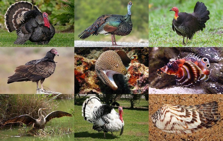 Find the Turkey Animals Quiz