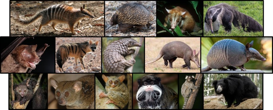 Insectivorous Mammals Quiz