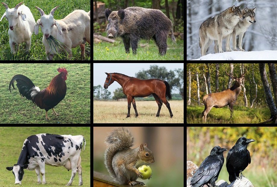 Norse Mythology Animals Quiz