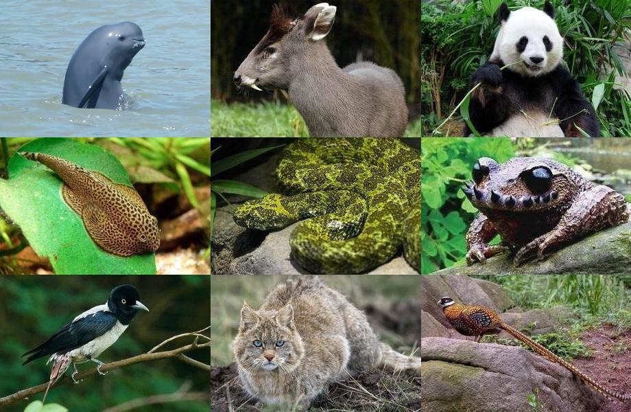 China's Native Animals Quiz