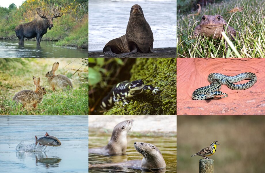 Oregon's Native Animals Quiz