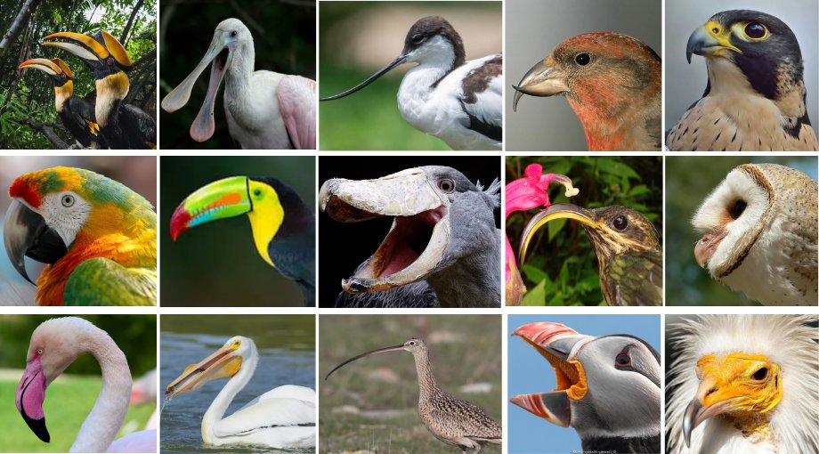Beautiful Beaks and Bills Quiz