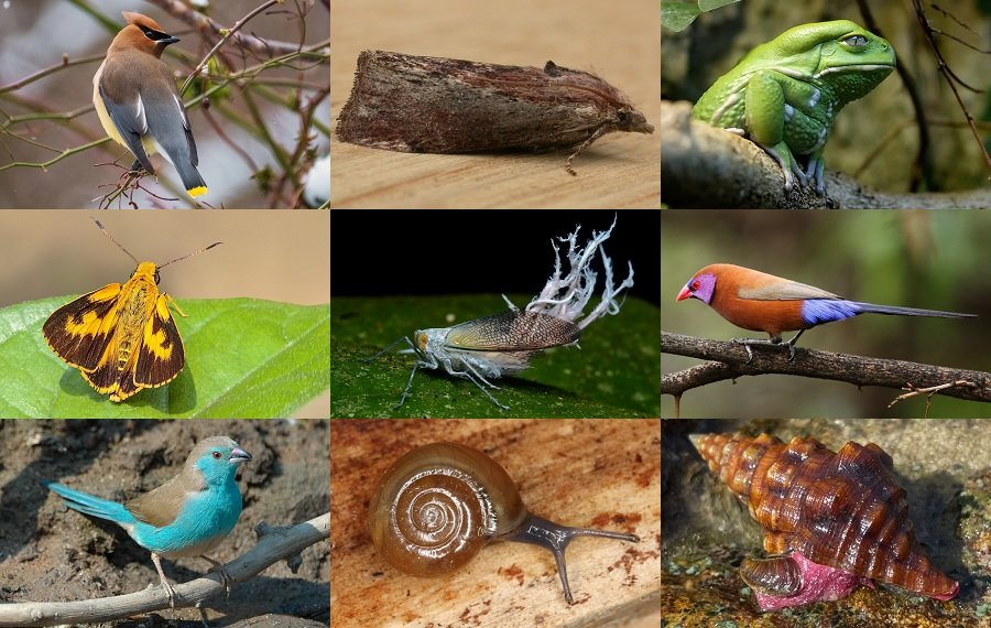 Find the Wax Animals Quiz