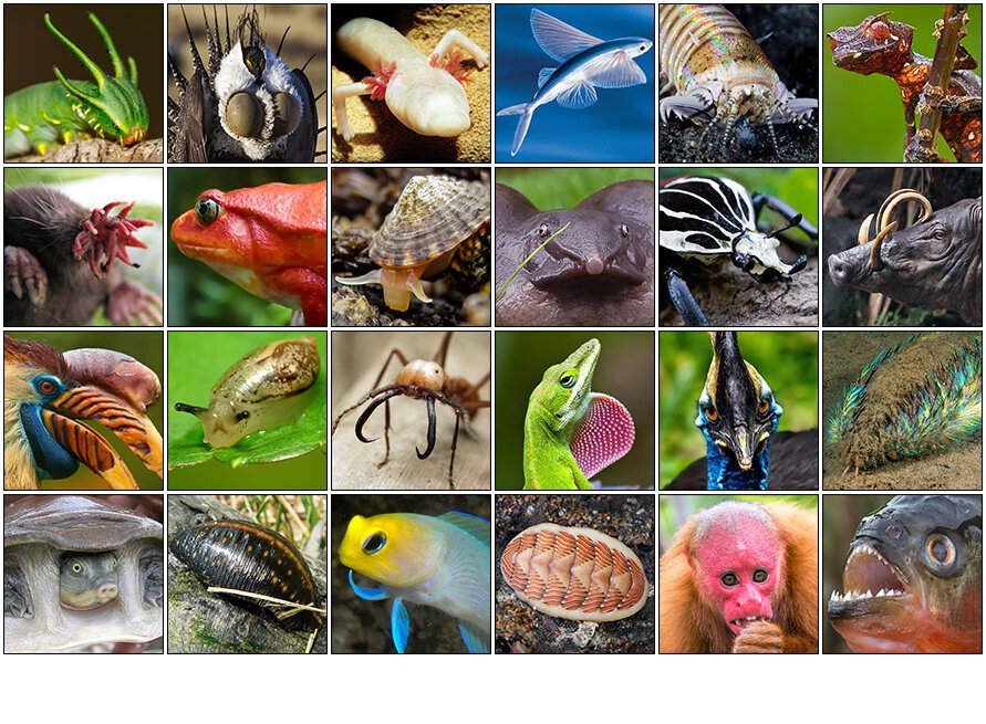 Group Clicking: Animals II Quiz