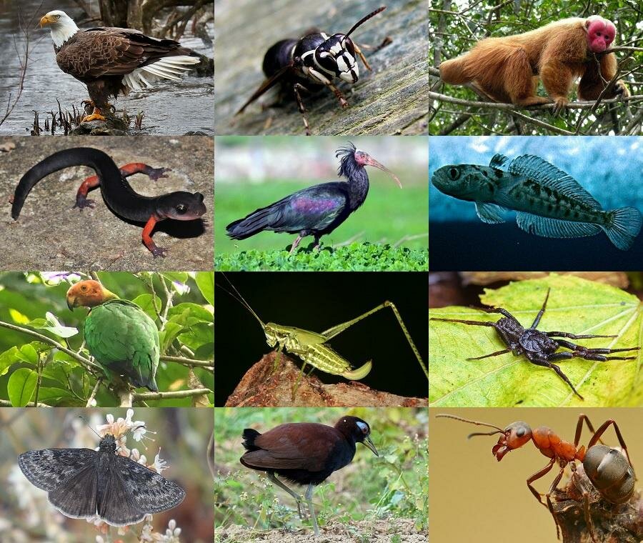 Find the Bald Animals Quiz