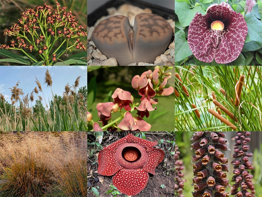 Find the Brown Plants Quiz
