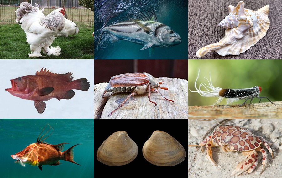 Find the Rooster Animals Quiz