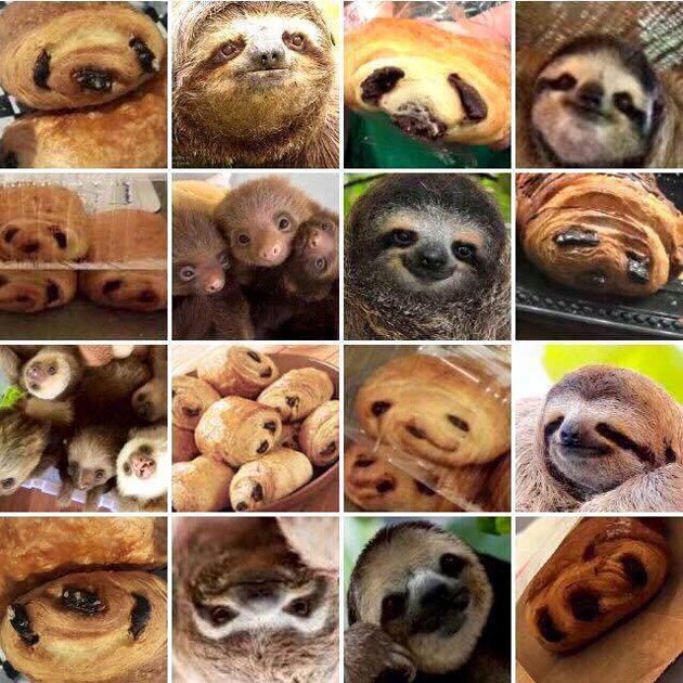 Sloth or Chocolate Croissant Quiz