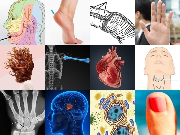 'H' Body Parts Quiz - By Flick