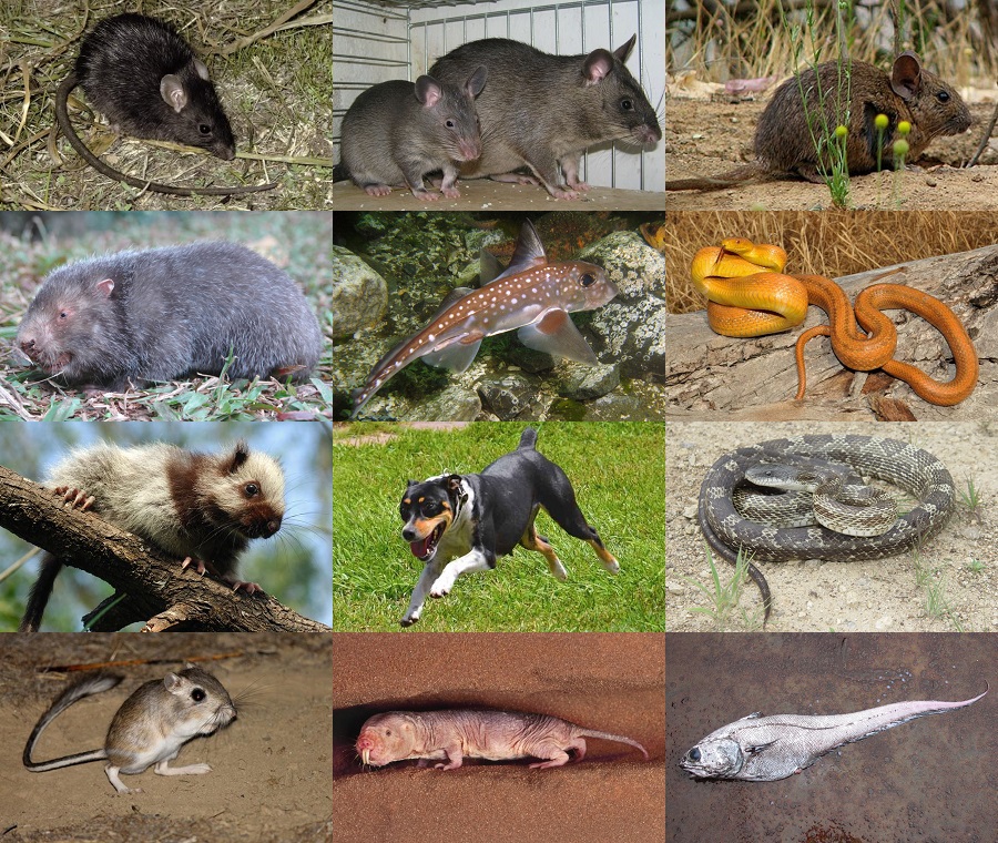 Find the Rat Animals Quiz - By alvir28