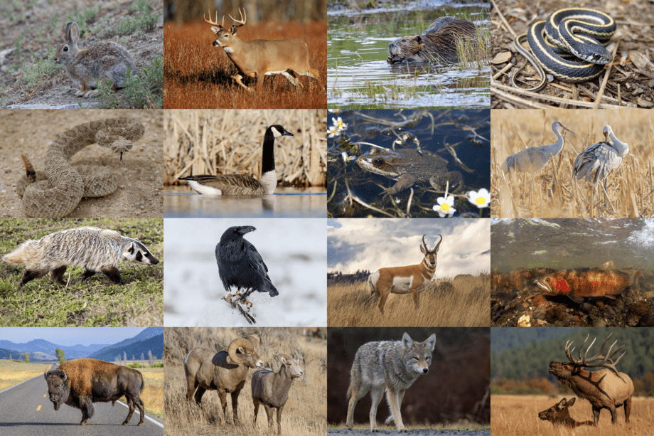 Animals of Yellowstone National Park Quiz - By HugoNL2800